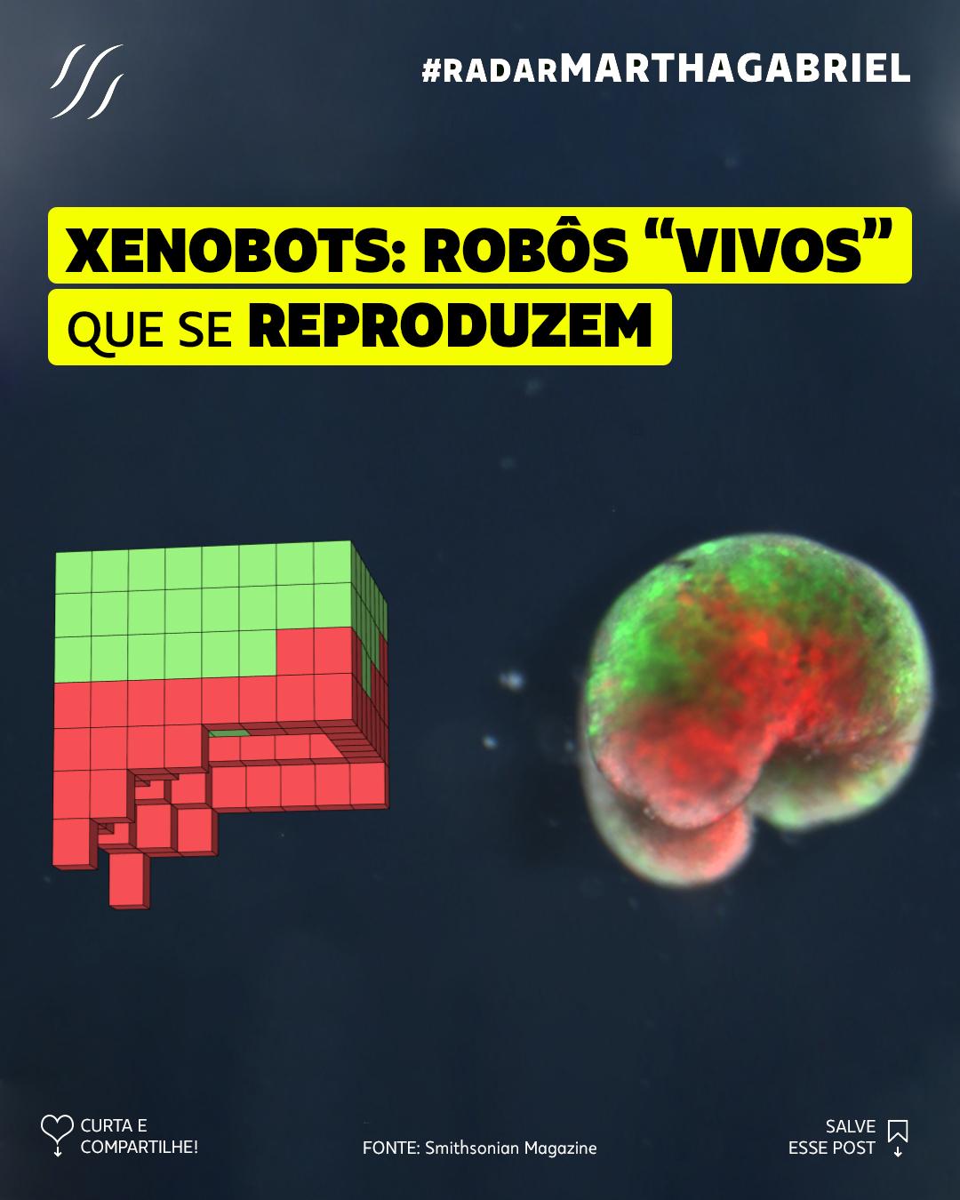 Xenobots: robôs "vivos" que se reproduzem - Futuro dos Negócios